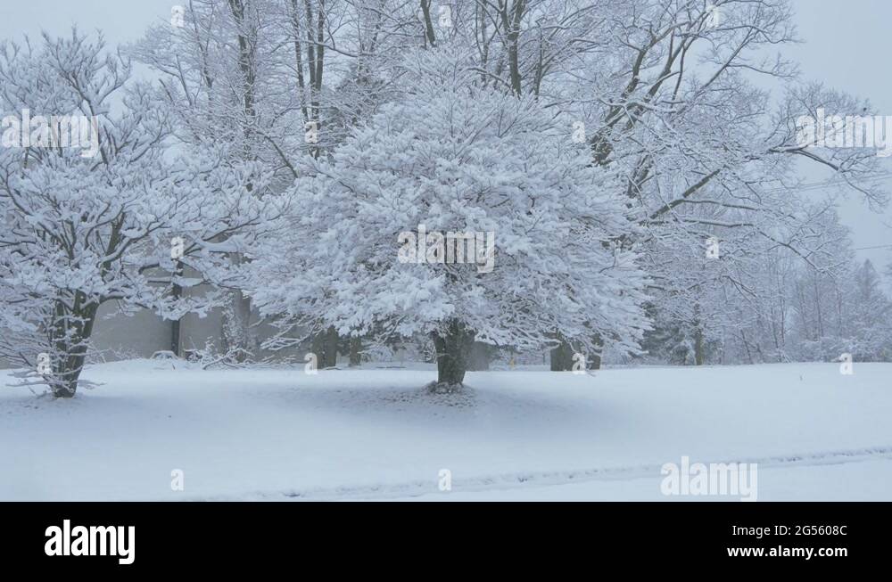 Snow falling from trees Stock Videos & Footage - HD and 4K Video Clips ...