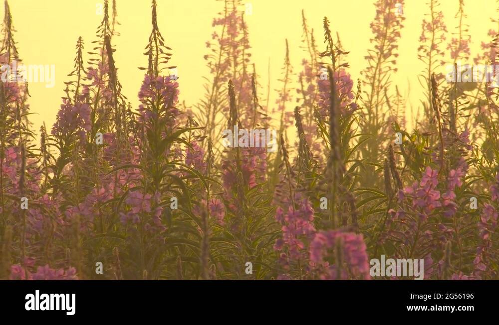Fireweed epilobium angustifolium Stock Videos & Footage - HD and 4K ...