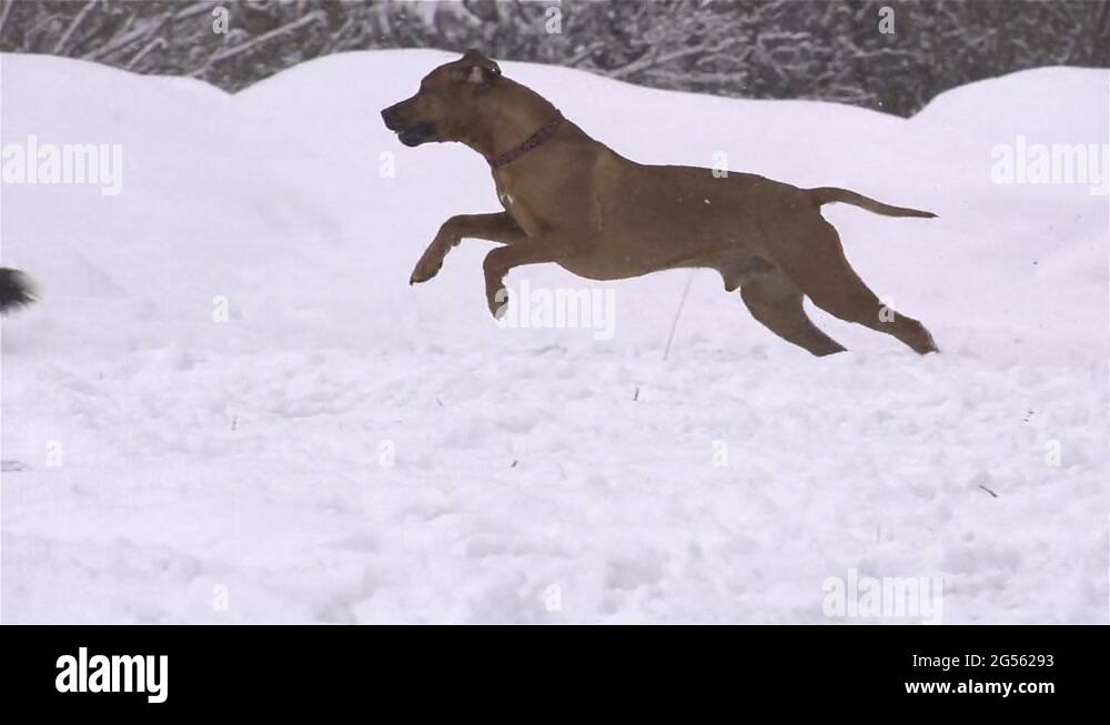 Rhodesian ridgeback teeth Stock Videos & Footage - HD and 4K Video ...