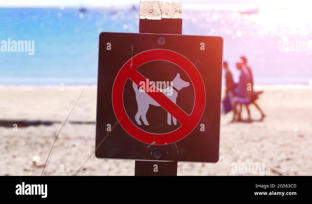 No Dogs Allowed on Beach Sign, Forbidden Pet Symbol Background Signage ...