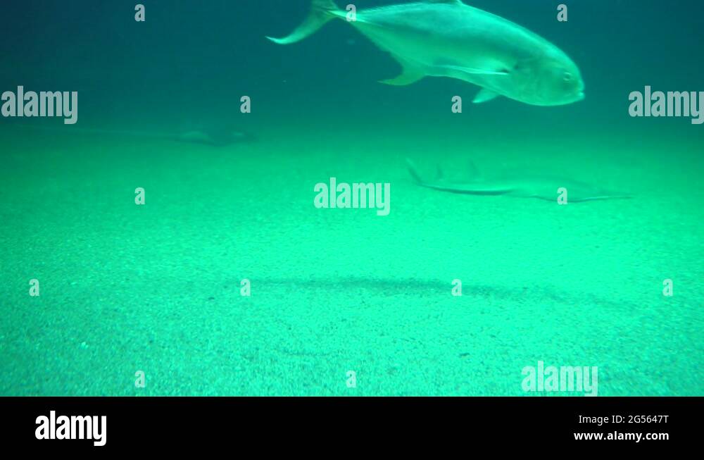 Animals in profile Stock Videos & Footage - HD and 4K Video Clips - Alamy