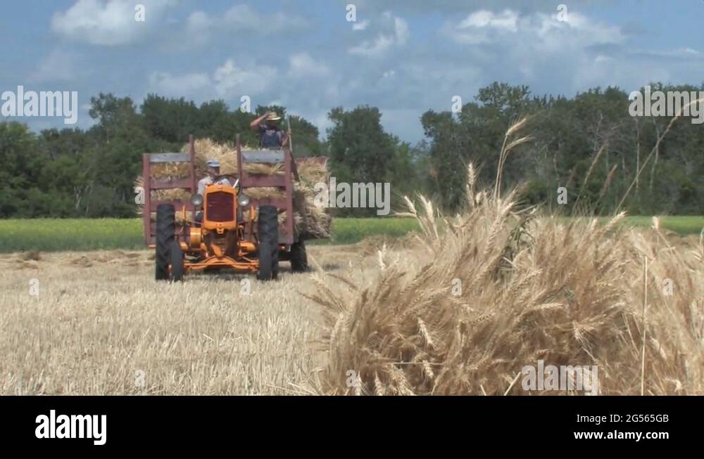 Wagon of wheat Stock Videos & Footage - HD and 4K Video Clips - Alamy