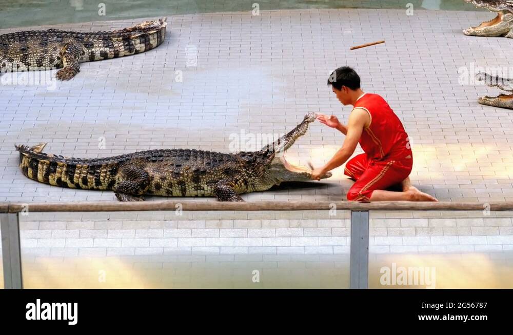 Hand in crocodile jaws Stock Videos & Footage - HD and 4K Video Clips ...