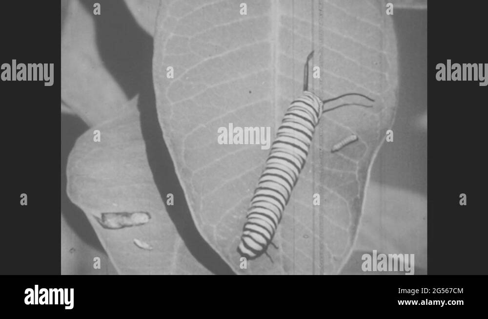 1950s: Large and small caterpillars move across leaves. Caterpillar on ...