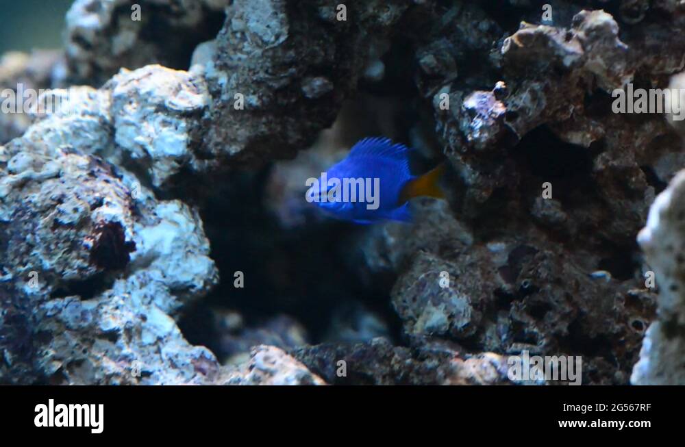 Yellowtail blue damsel fish Stock Videos & Footage - HD and 4K Video ...