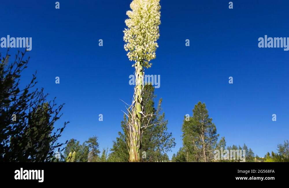 Yucca trees blooming flowers Stock Videos & Footage - HD and 4K Video ...