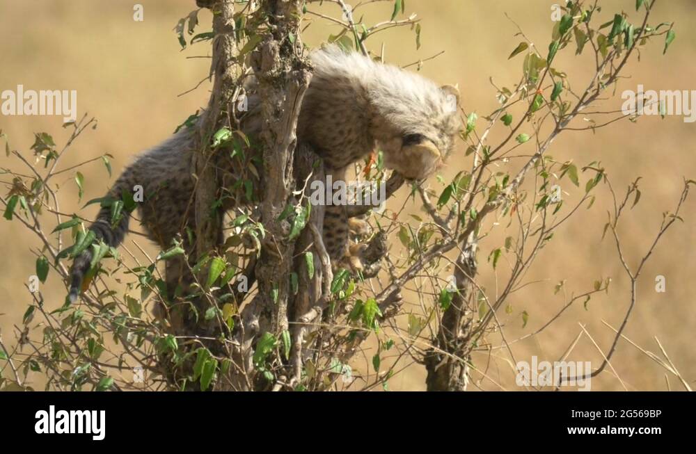 Biting wood Stock Videos & Footage - HD and 4K Video Clips - Alamy