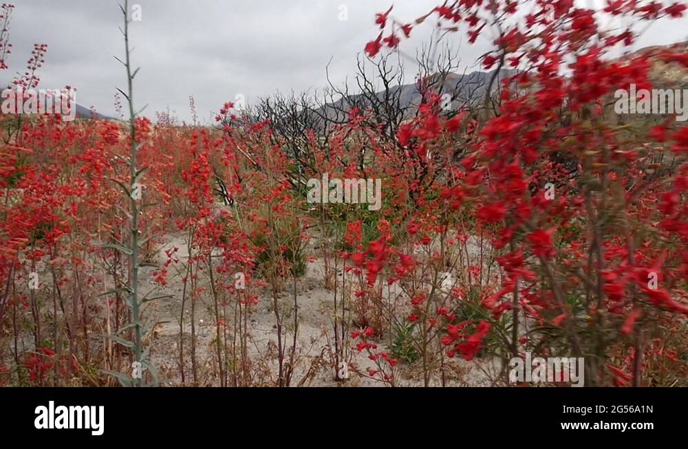 Scarlet bloom Stock Videos & Footage - HD and 4K Video Clips - Alamy