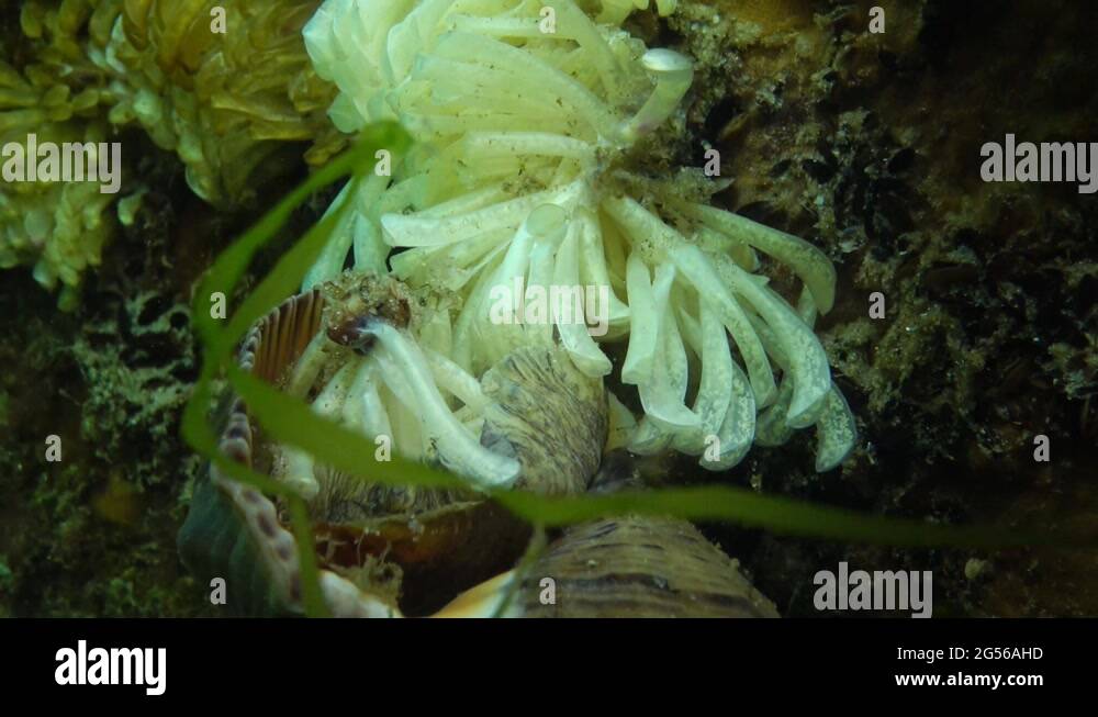 Cocoons of the predatory mollusk Rapana venosa, the invader in the ...