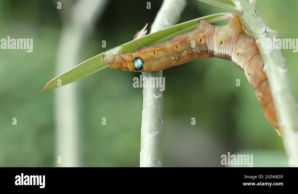 Caterpillar leaf worm Stock Videos & Footage - HD and 4K Video Clips ...