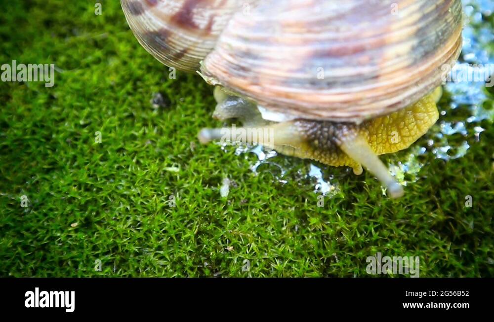 Endemic snail Stock Videos & Footage - HD and 4K Video Clips - Alamy