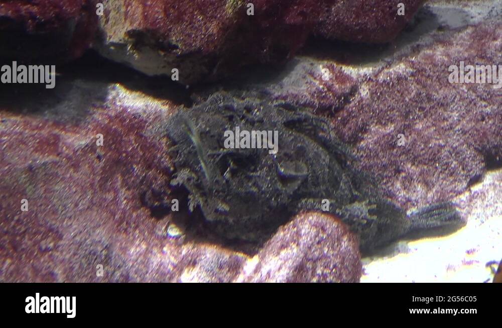 Red sea stonefish Stock Videos & Footage - HD and 4K Video Clips - Alamy