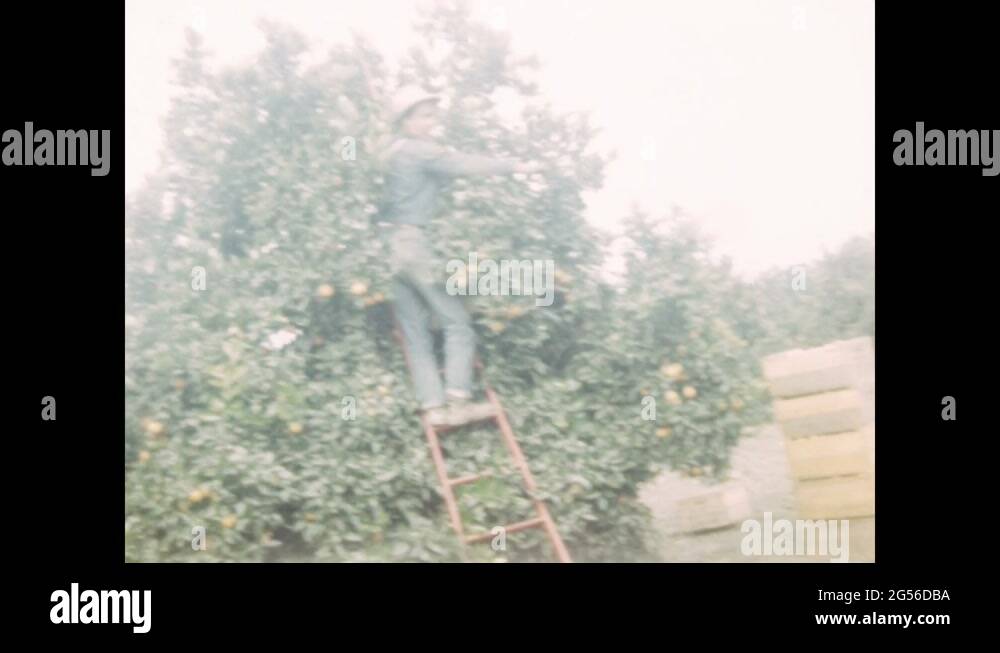 Orange picking ladder Stock Videos & Footage - HD and 4K Video Clips ...