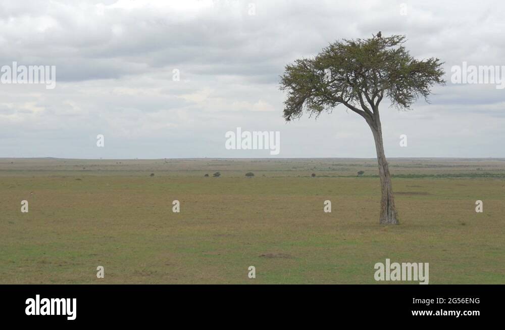 Bird acacia tree Stock Videos & Footage - HD and 4K Video Clips - Alamy