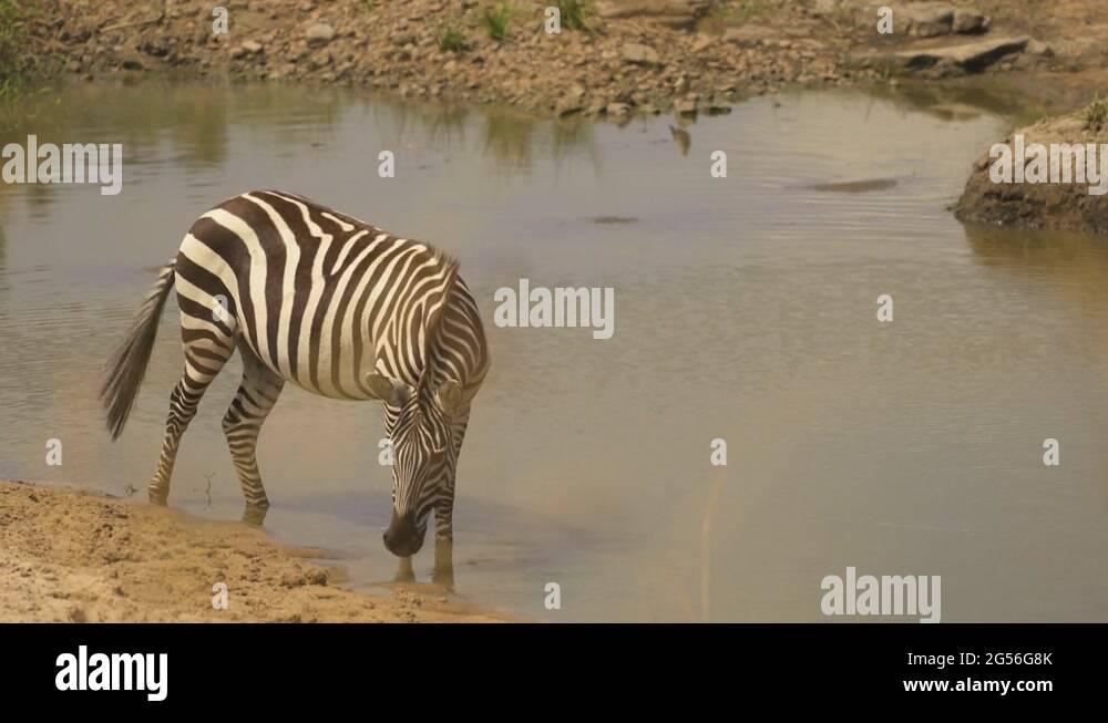 Zebra waterhole Stock Videos & Footage - HD and 4K Video Clips - Alamy