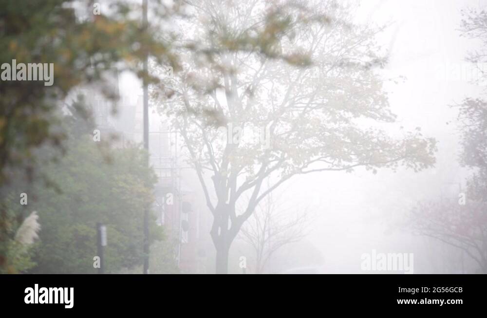 London street trees Stock Videos & Footage - HD and 4K Video Clips - Alamy