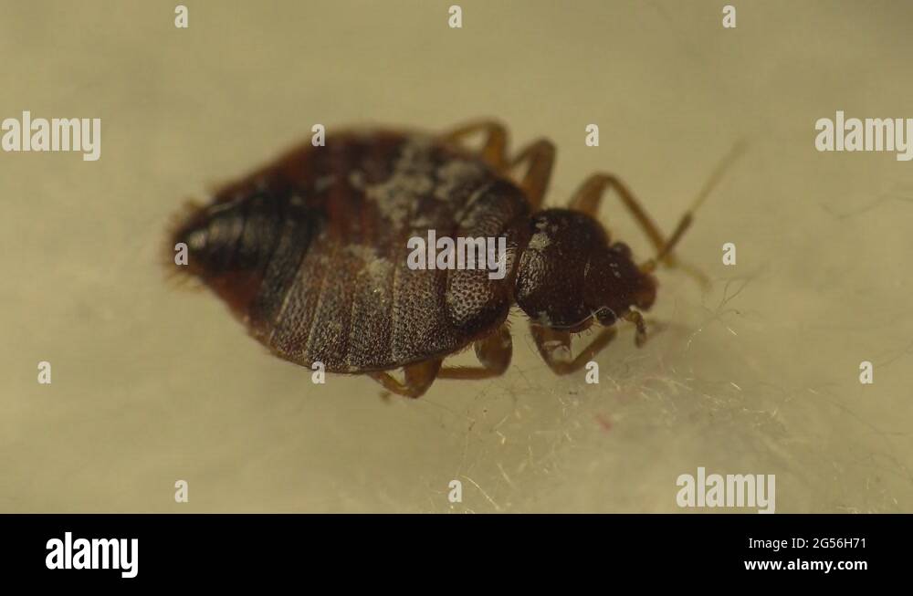 Insect macro 4k: Common bedbug parasite on human skin in bed at night ...