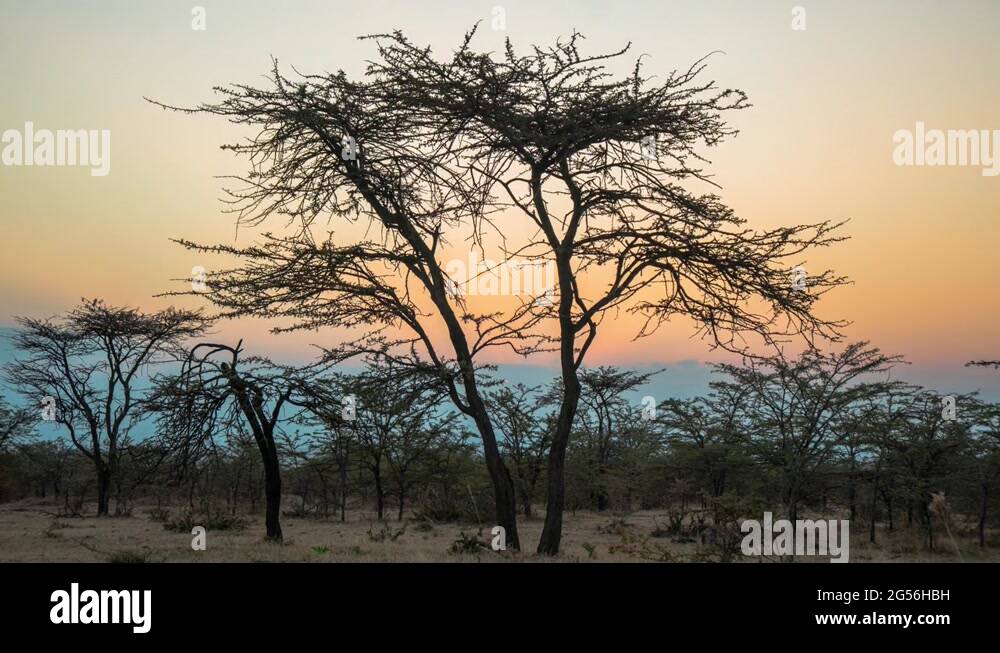 Maasai mara trees Stock Videos & Footage - HD and 4K Video Clips - Alamy