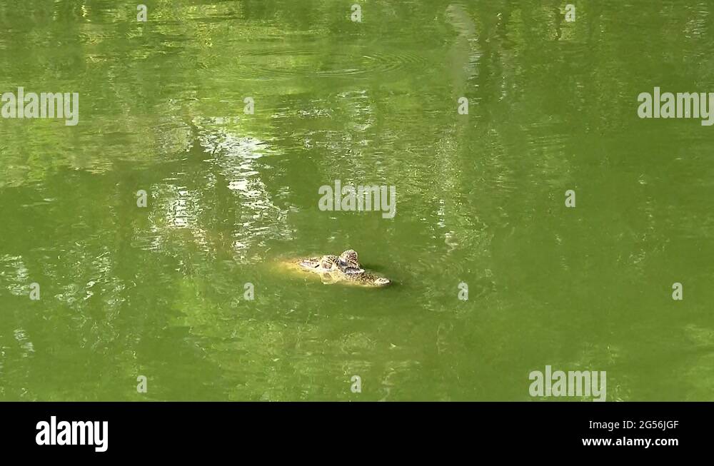 Yacare caiman Stock Videos & Footage - HD and 4K Video Clips - Alamy