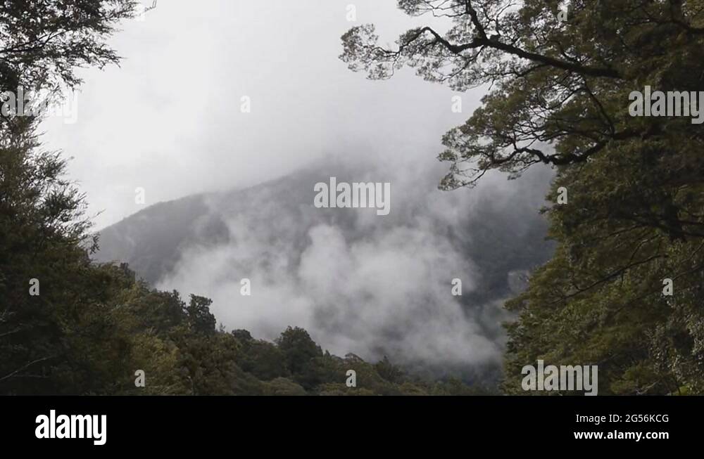 Rising rainforest mist Stock Videos & Footage - HD and 4K Video Clips ...