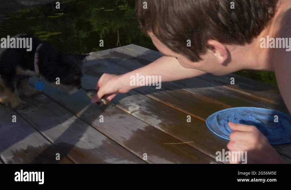 Dog licks lips as fish is held in front of her Stock Video Footage - Alamy