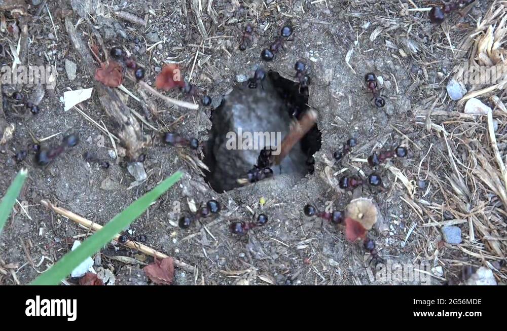 Messor Ants collect raw materials and seeds to the subterranean colony ...