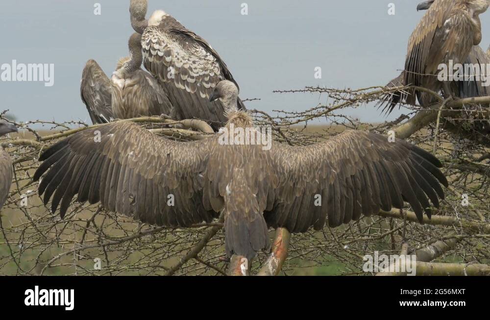 Ruppell's vulture Stock Videos & Footage - HD and 4K Video Clips - Alamy