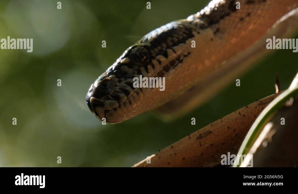Australian native snake Stock Videos & Footage - HD and 4K Video Clips ...