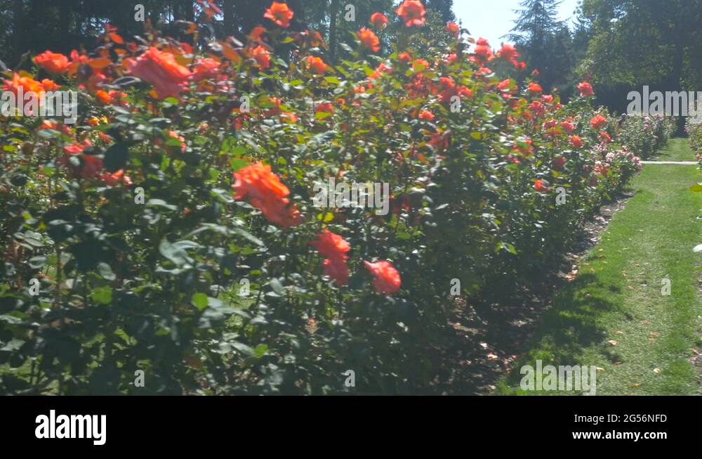 Colorful roses Stock Videos & Footage - HD and 4K Video Clips - Alamy