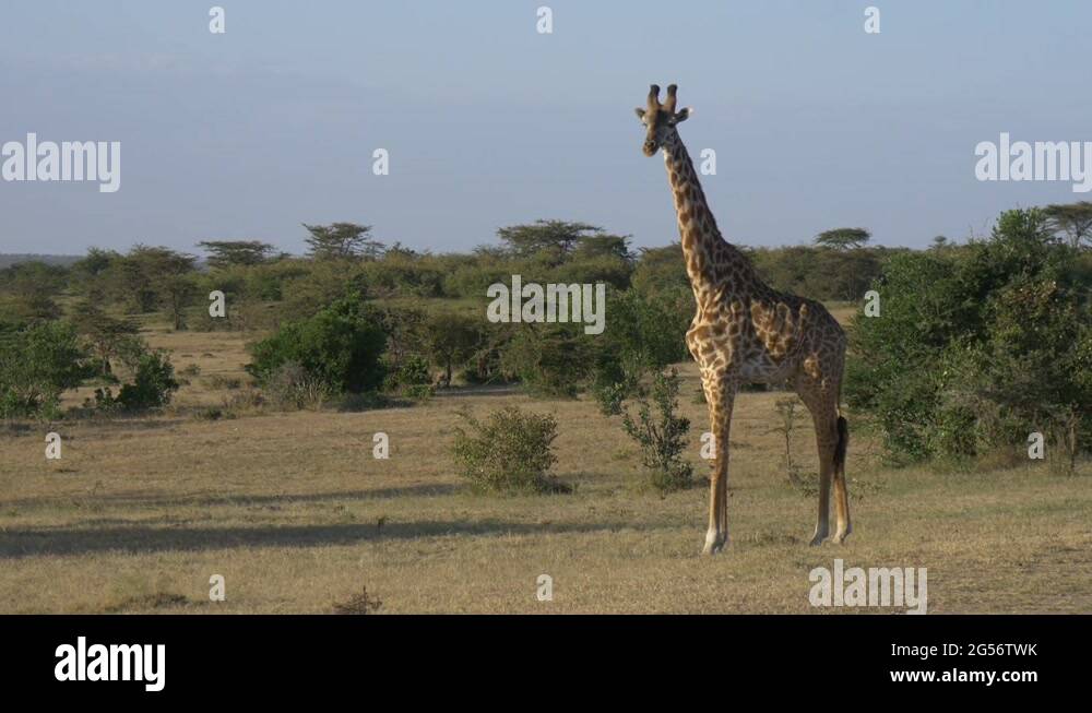 Picture of giraffe Stock Videos & Footage - HD and 4K Video Clips - Alamy