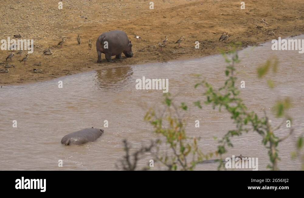 Hippo bathing Stock Videos & Footage - HD and 4K Video Clips - Alamy