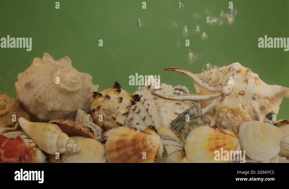 Bubble shells Stock Videos & Footage - HD and 4K Video Clips - Alamy