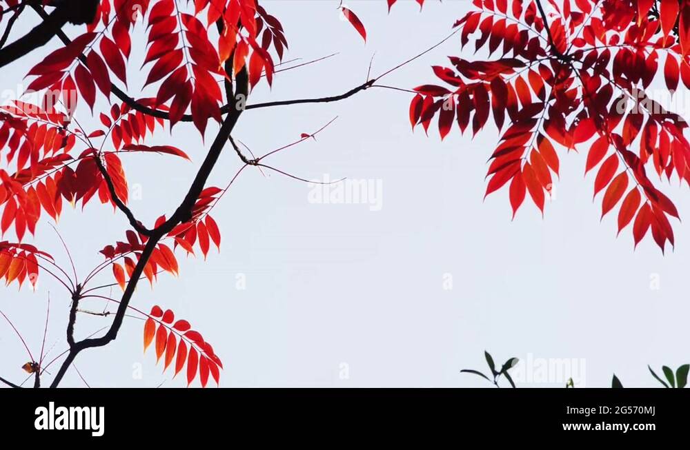 Autumn Flame Maple Tree in the Park Stock Video Footage - Alamy