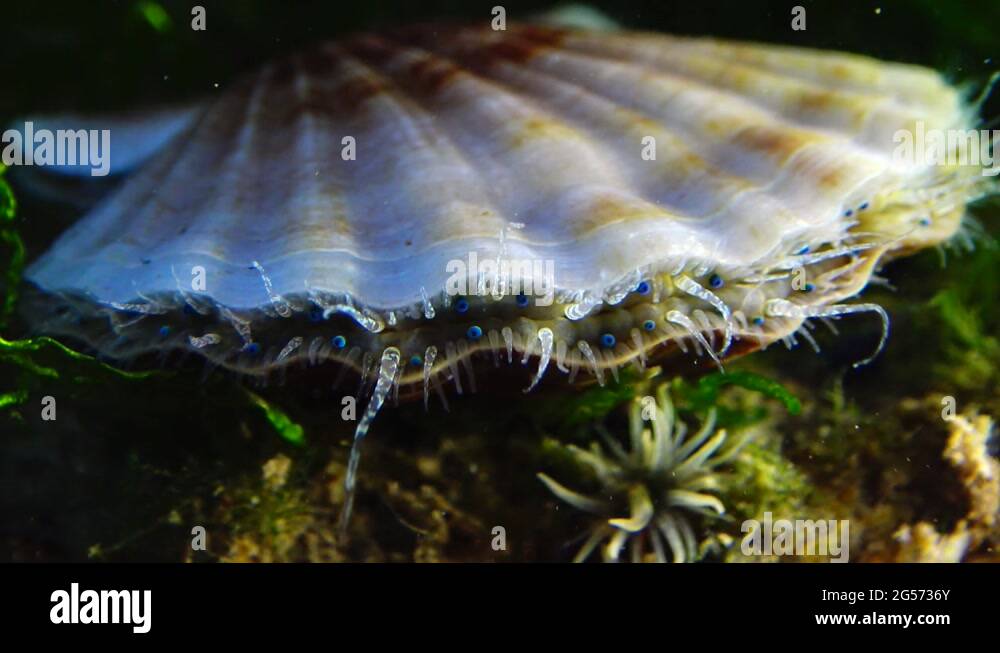 Scallop pattern Stock Videos & Footage - HD and 4K Video Clips - Alamy