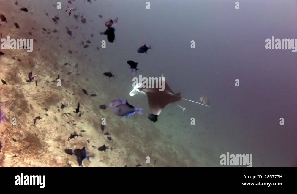 Devil ray devil fish manta Stock Videos & Footage - HD and 4K Video ...