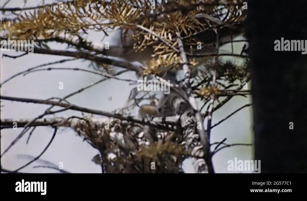 Breeding instinct Stock Videos & Footage - HD and 4K Video Clips - Alamy