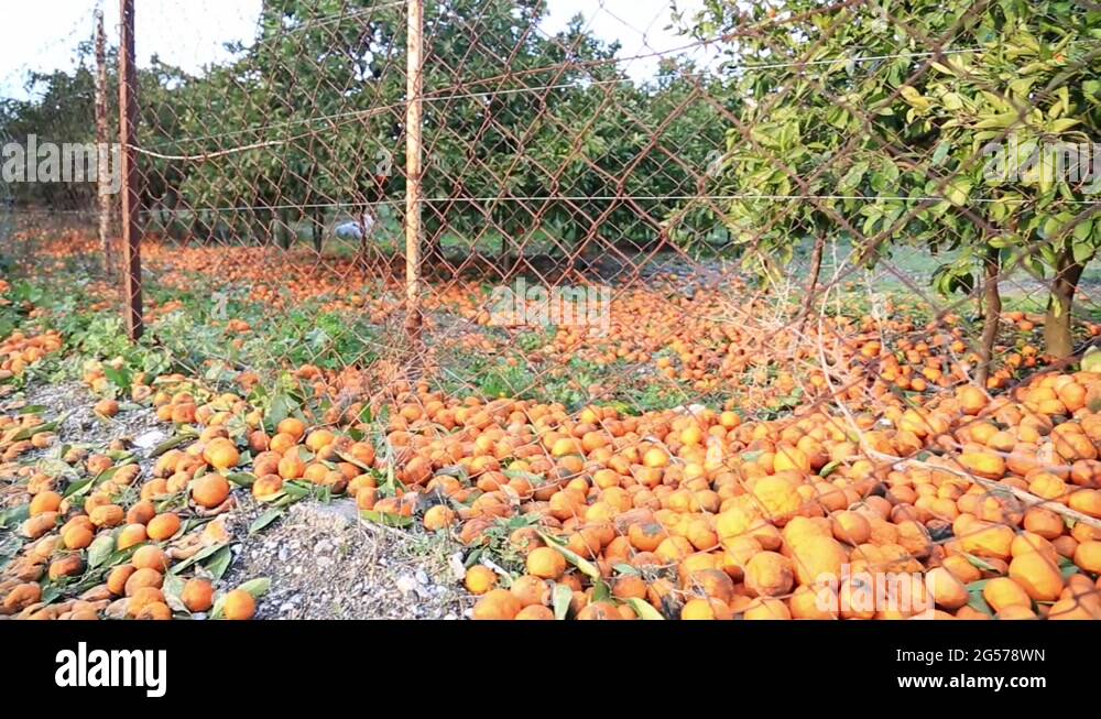 Pile of fallen fruit Stock Videos & Footage - HD and 4K Video Clips - Alamy