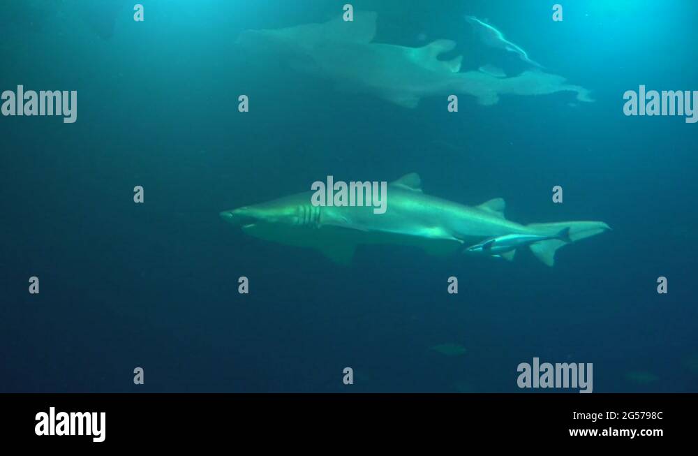 Fish profile picture Stock Videos & Footage - HD and 4K Video Clips - Alamy