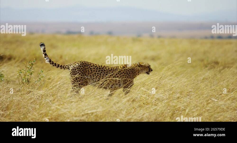 Cheetah in savanna Stock Videos & Footage - HD and 4K Video Clips - Alamy