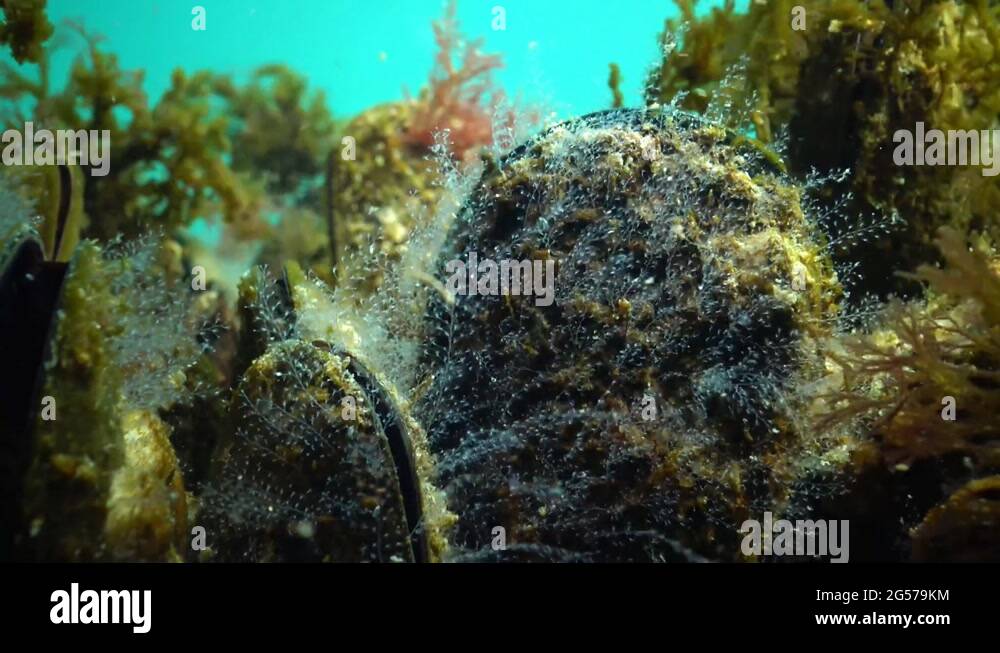 Hydrozoa polyps Stock Videos & Footage - HD and 4K Video Clips - Alamy