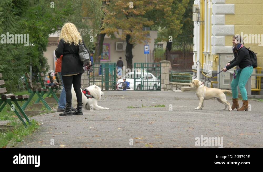 People and dogs walking Stock Videos & Footage - HD and 4K Video Clips ...