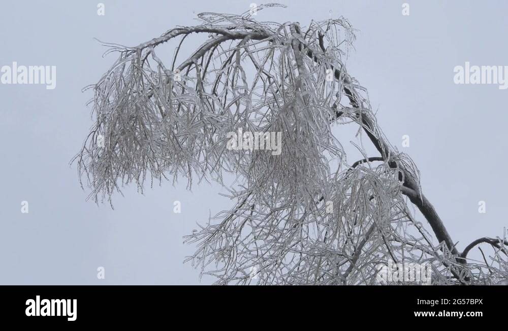 Frozen tree branch Stock Videos & Footage - HD and 4K Video Clips - Alamy