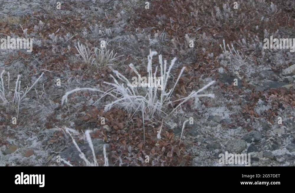 Very small grass Stock Videos & Footage - HD and 4K Video Clips - Alamy