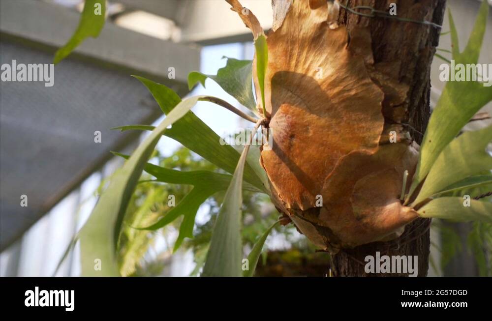 Plant growing on tree Stock Videos & Footage - HD and 4K Video Clips ...