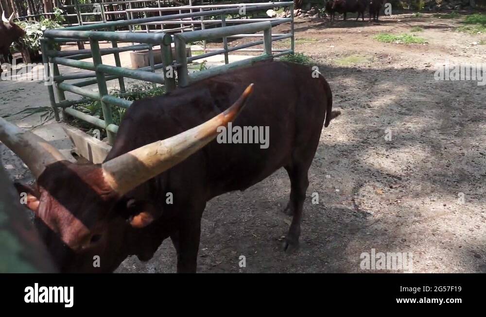 Ox corral Stock Videos & Footage - HD and 4K Video Clips - Alamy