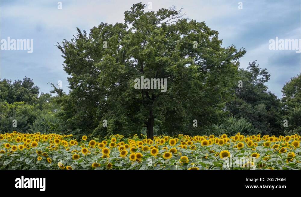 Sunflower field and tree Stock Videos & Footage - HD and 4K Video Clips ...