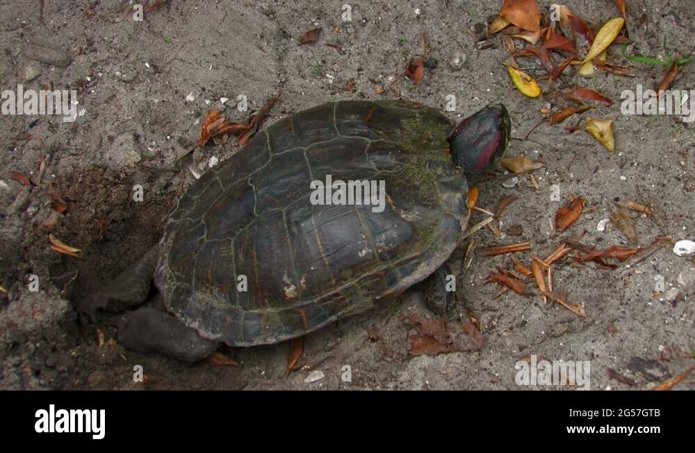 Tortoise turtle Stock Videos & Footage - HD and 4K Video Clips - Alamy