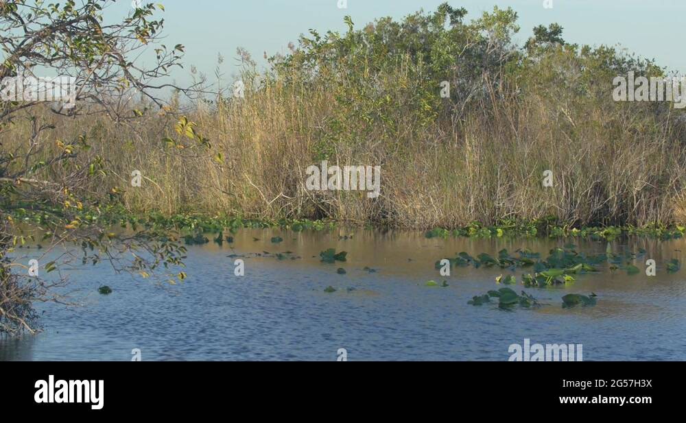 At reed park Stock Videos & Footage - HD and 4K Video Clips - Alamy