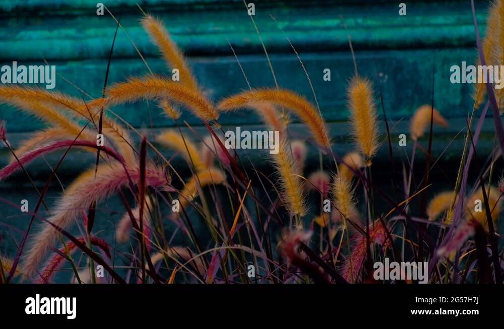 Sky rocket ornamental grass Stock Videos & Footage - HD and 4K Video ...