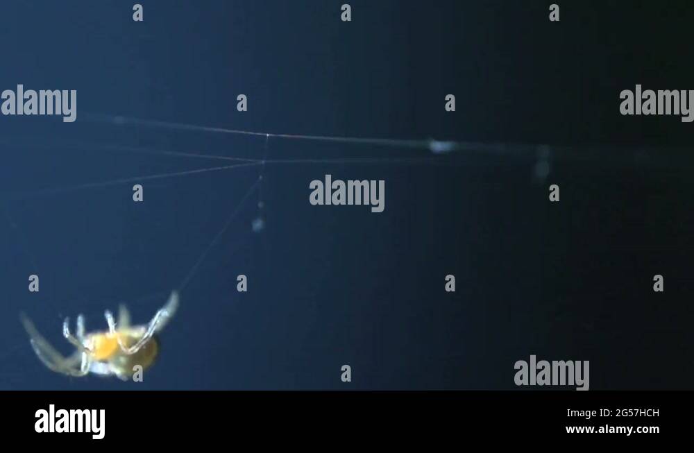 Spider building a web Stock Videos & Footage - HD and 4K Video Clips ...